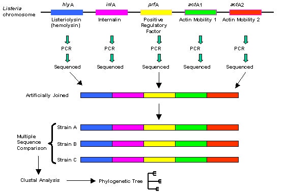 Multilocus Sequence Typing (MLST) 원리, 방법 및 임상응용 : 네이버 블로그