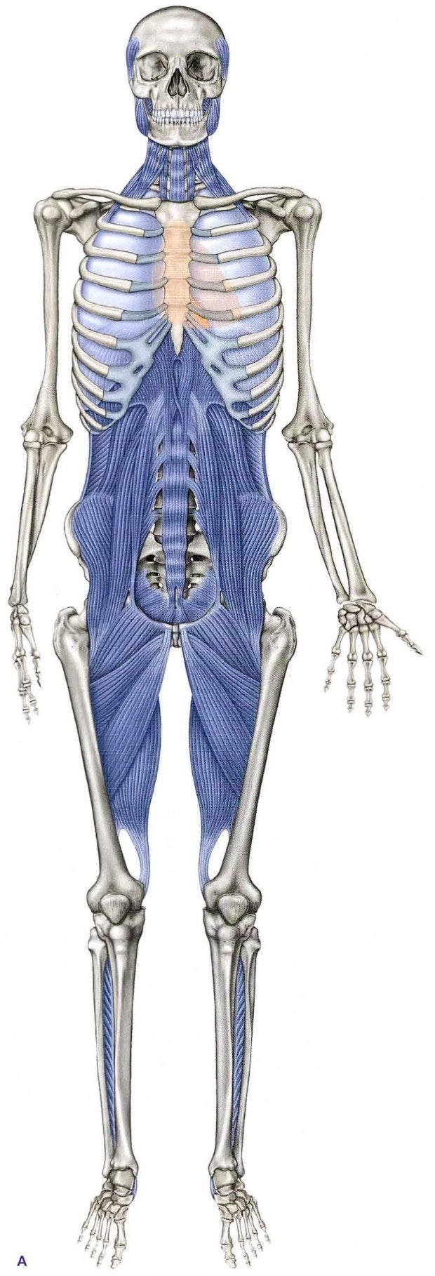 근막경선 전방선심부전방선나선선 두개골 근육 두개골 조정 두개골 밸런스 두개골 근육조정 두개골 근조정 척추